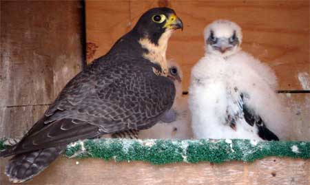 Quebec Falconry Centre Inc. / Breeding